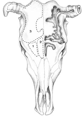 Nose and Paranasal Sinuses: Evolution
